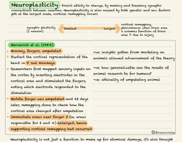 IB Psych Bio Approach – easyrevising
